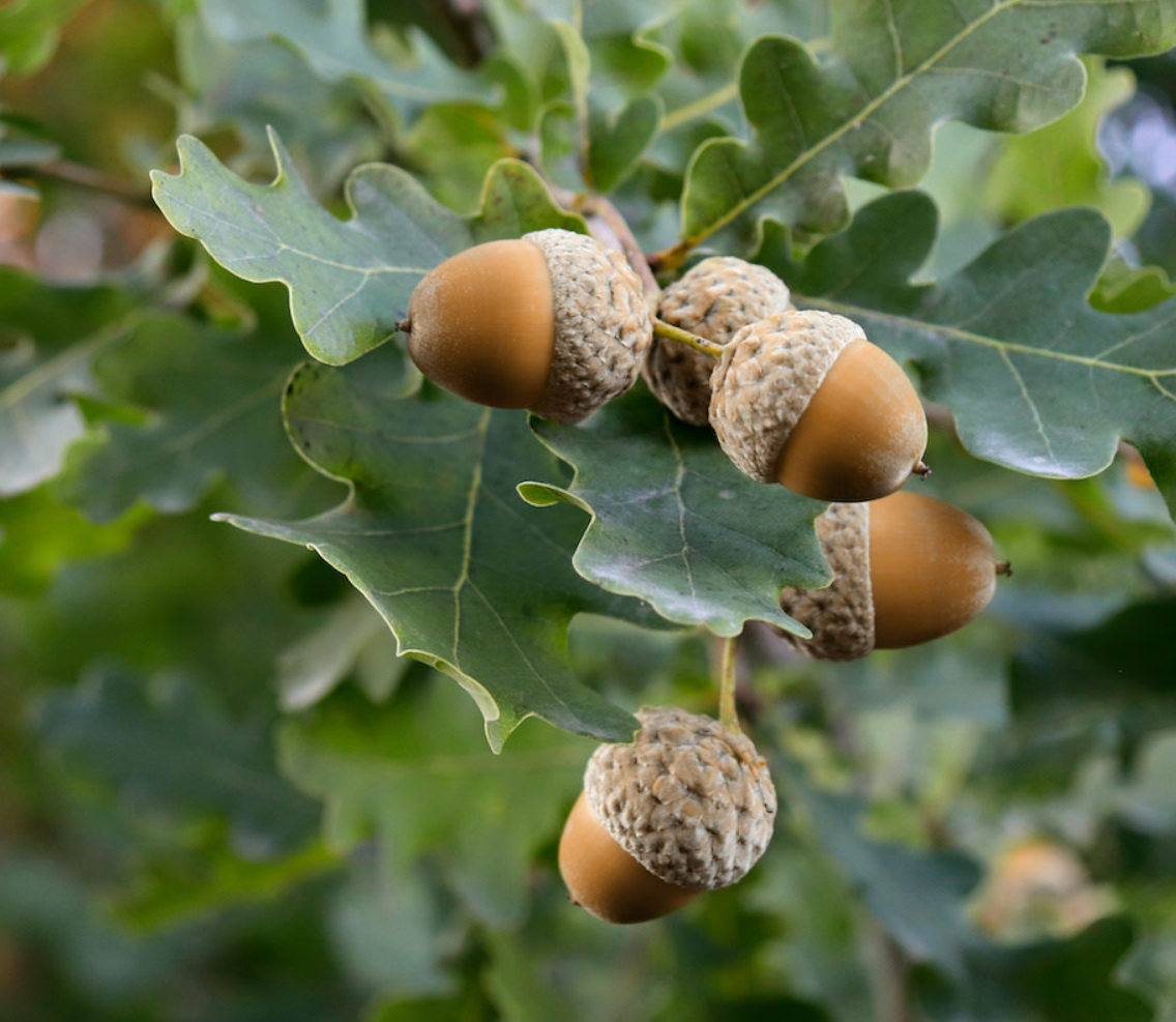 Nutritional Profile of Acorn Oil | Skin Health Benefits – N8iV Beauty